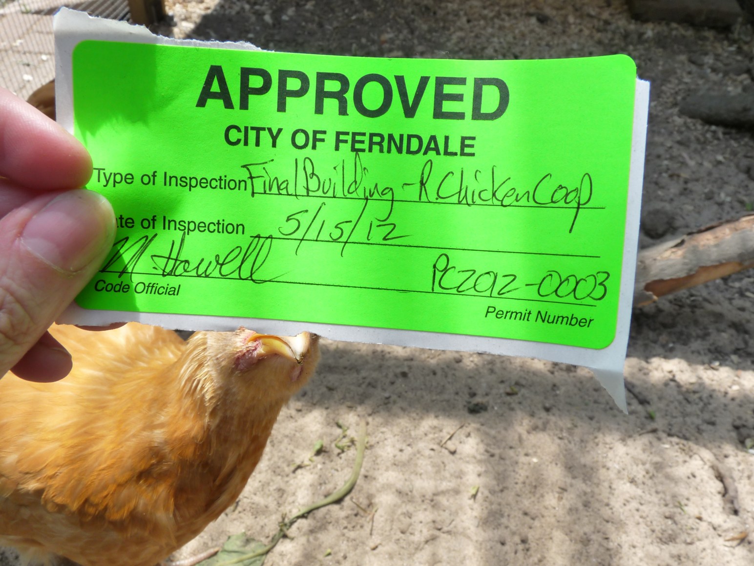 raising chickens | Ferndale Chickens