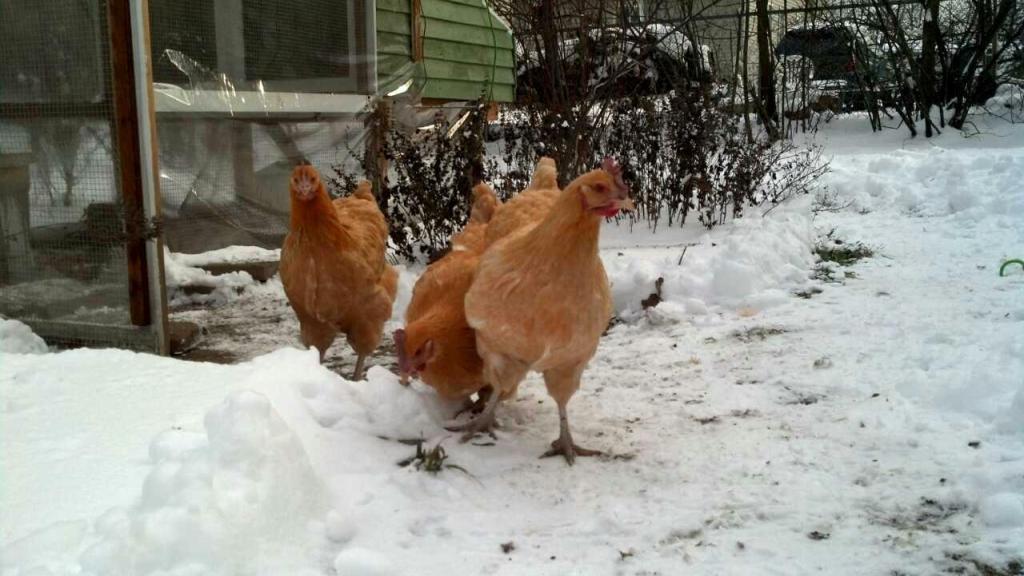 Snow Chickens | Ferndale Chickens