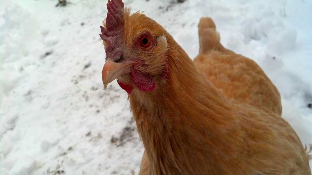 Snow Chickens | Ferndale Chickens