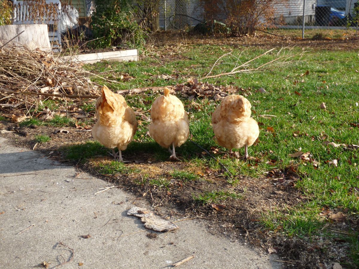 What’s up? Chicken butt(s). | Ferndale Chickens