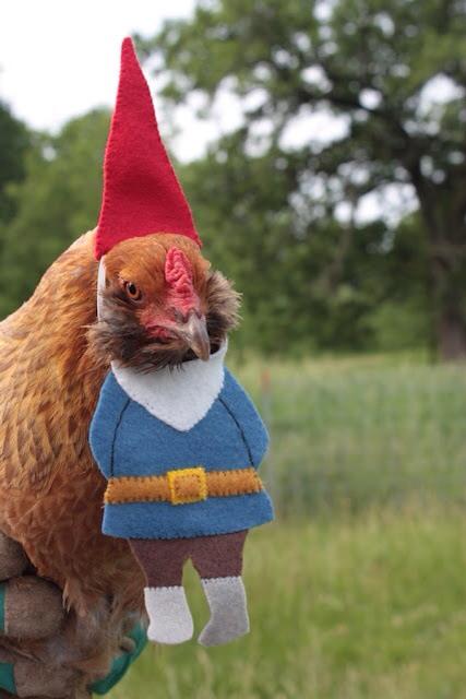 Chicken gnome | Ferndale Chickens