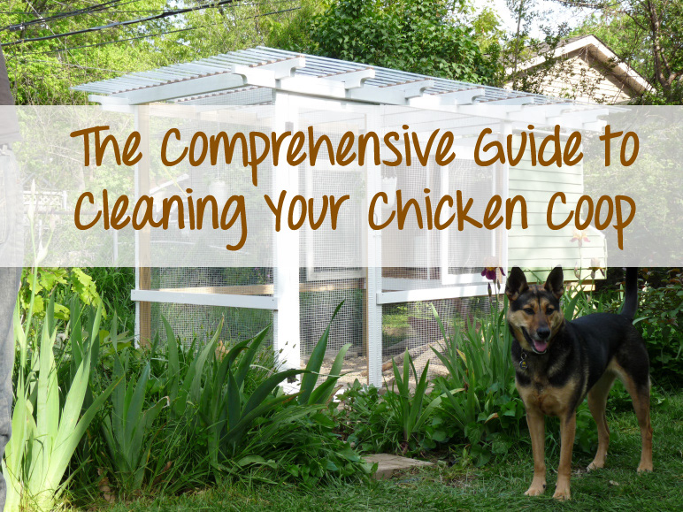 A Comprehensive Guide to Cleaning Your Chicken Coop | Ferndale Chickens