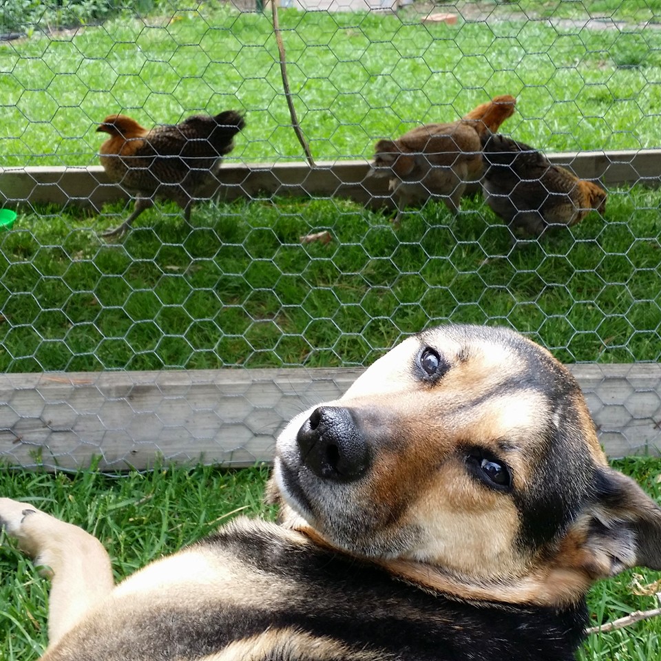 Can You Have Chickens AND a Dog? | Ferndale Chickens